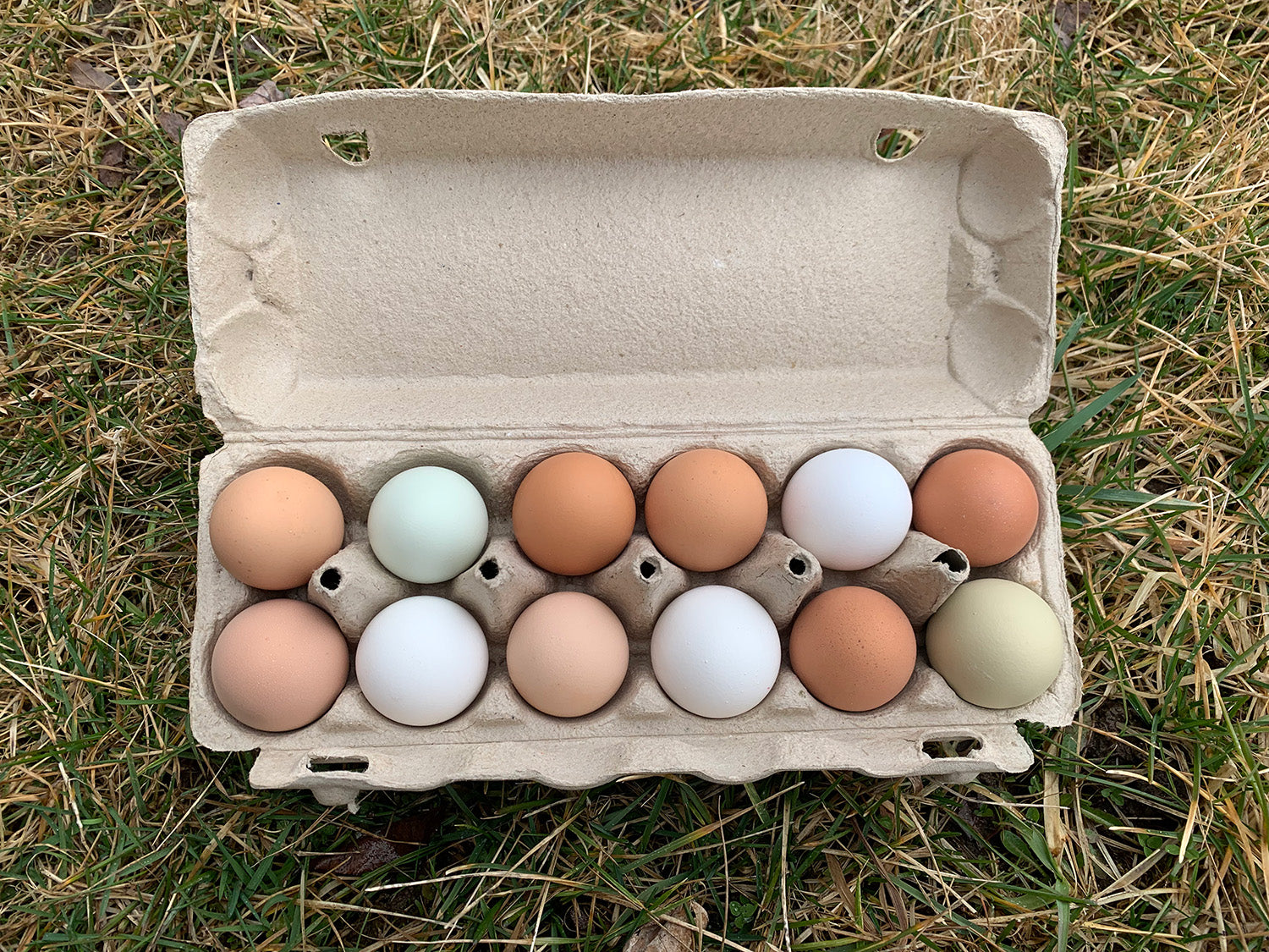 Eggs - One Dozen – Rootspring Farm